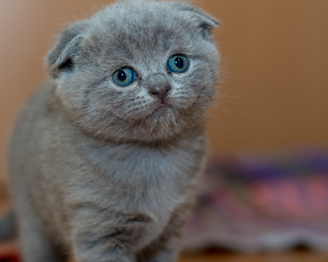 Residential HVAC Tips for Cat Owners